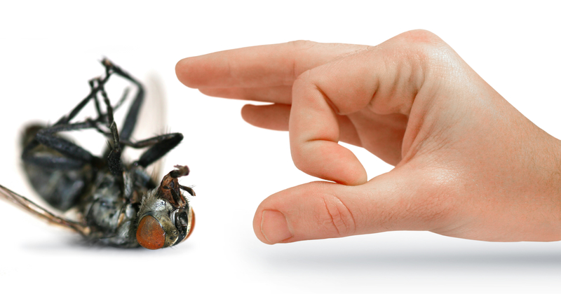 5 Useful Tips to Keep Pesky Pests Out of Your Home - Homey App for Families